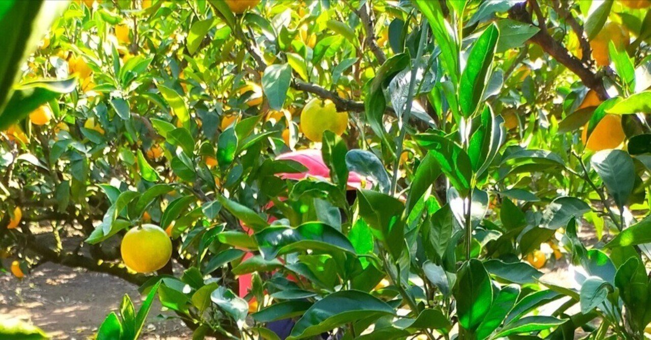 日々のこと10/30〜11/7｜ie_tsukuru