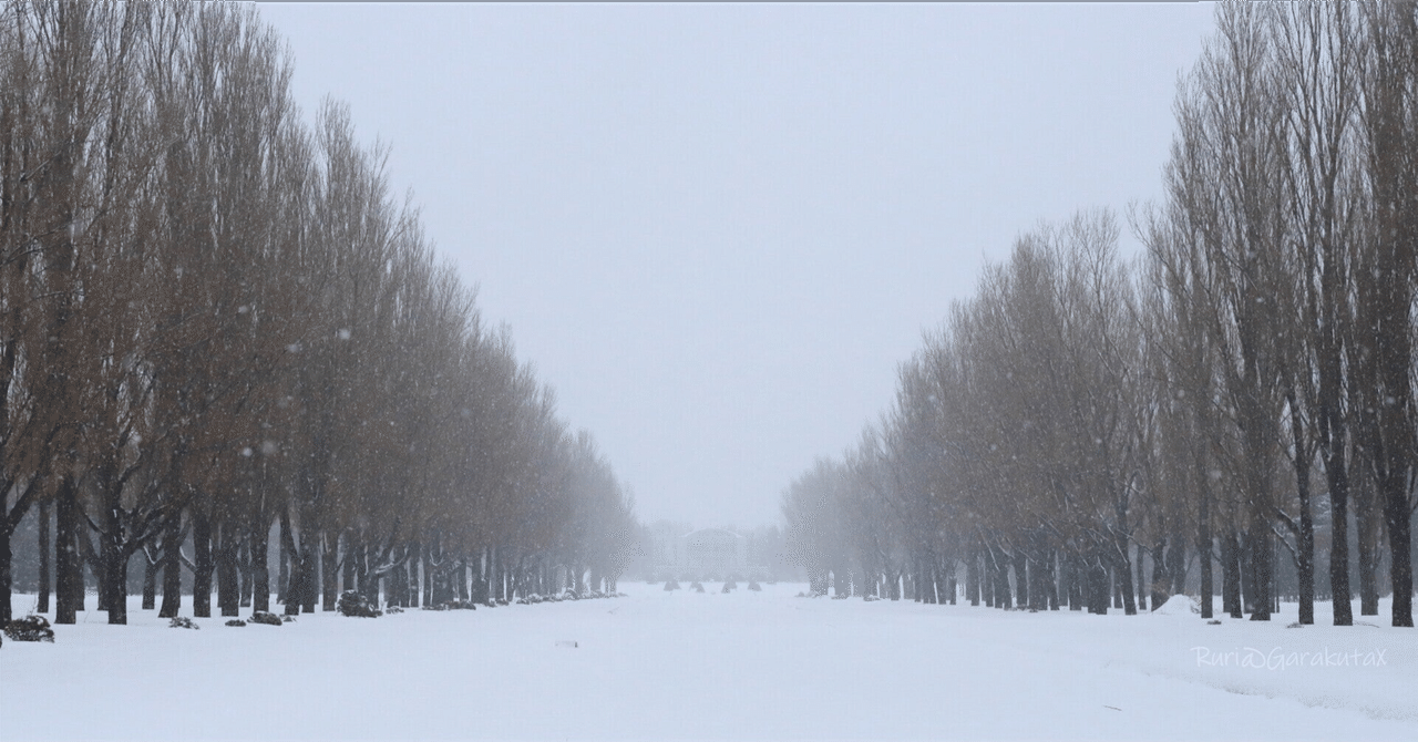 サウナで使う薪＠エストニア｜KY研究所@CoderDojo横浜港北ニュータウンやってます