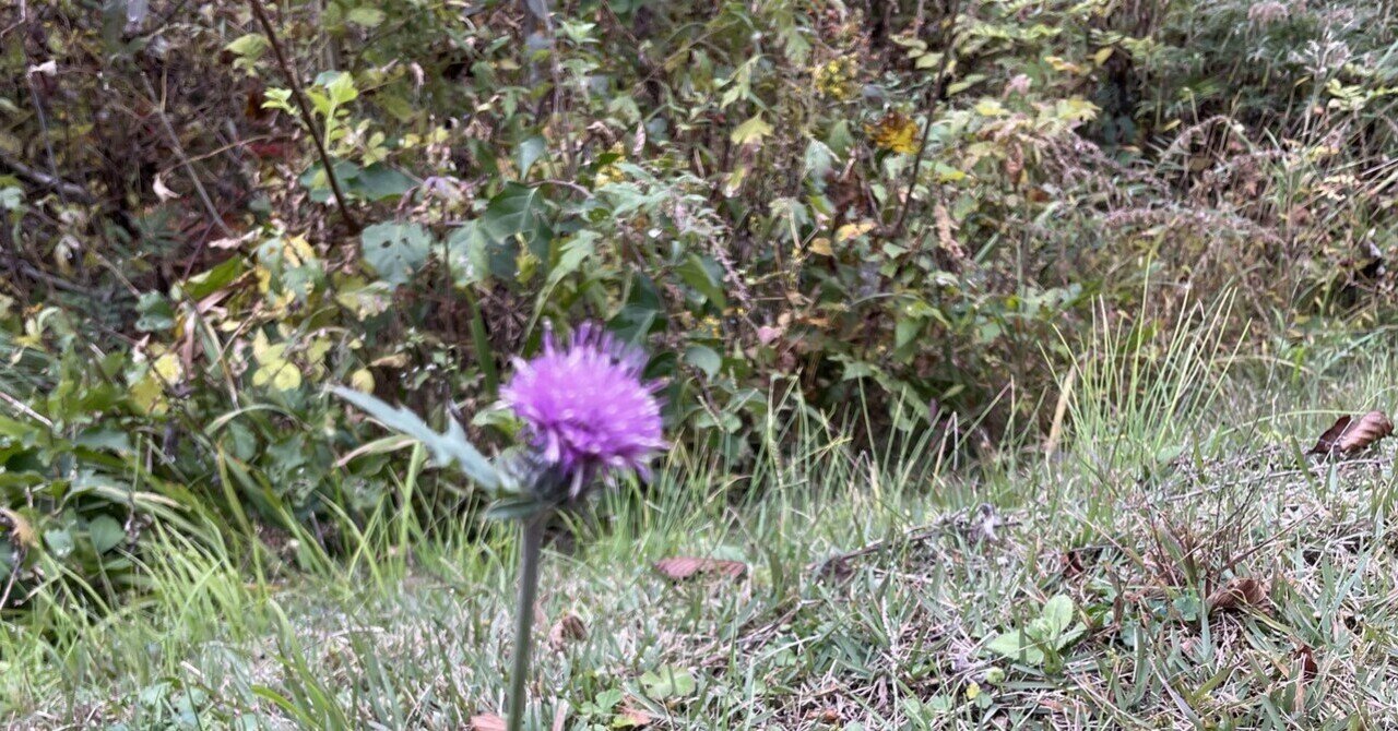 みちこのみち｜Hito/Human