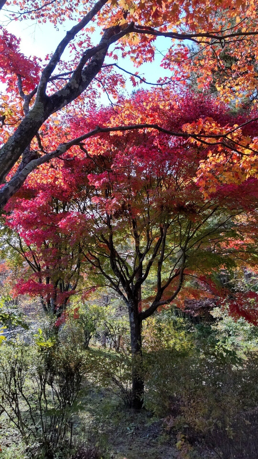 秋の彩り｜mojira