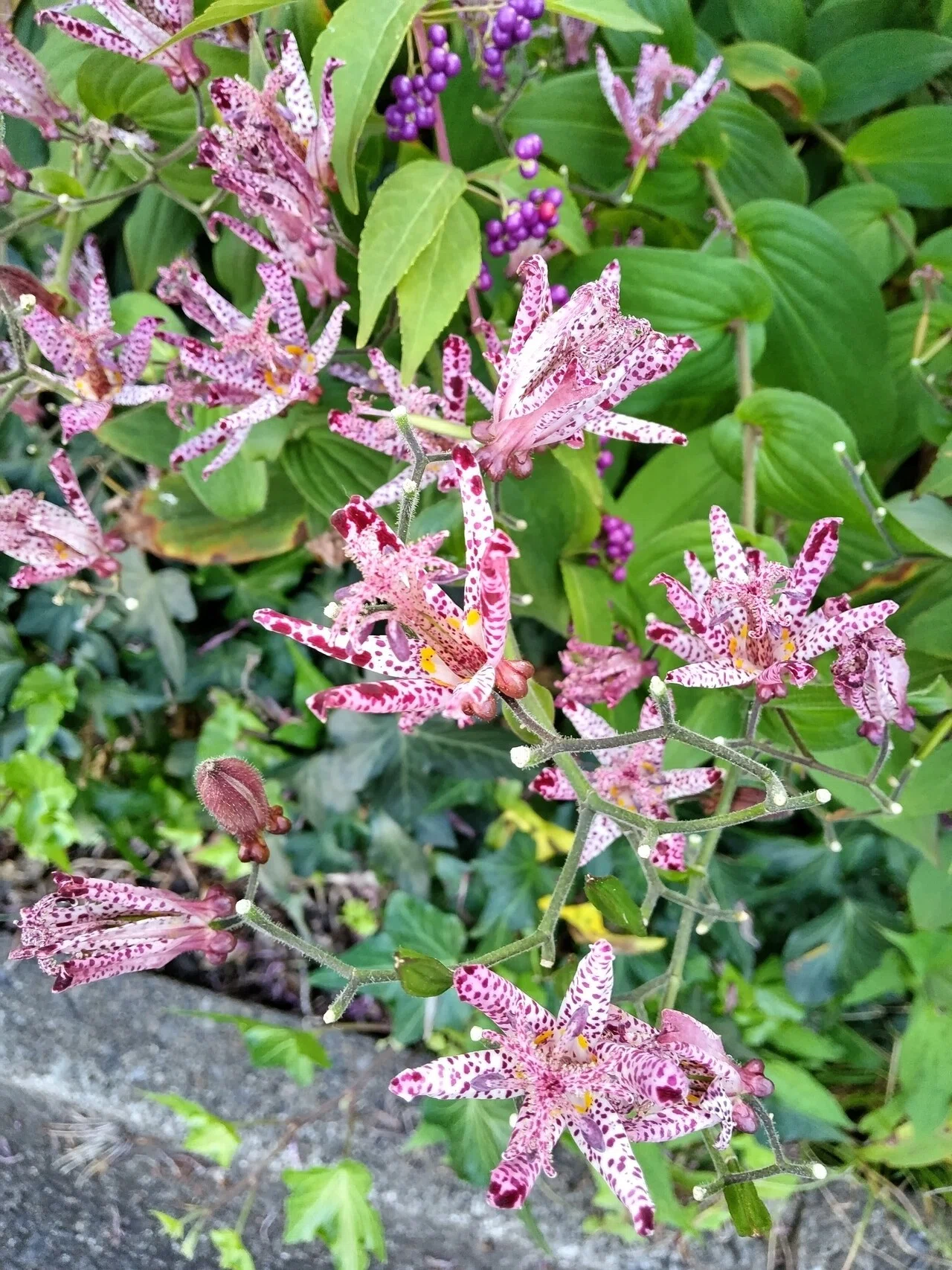散歩雲さんyoutube朝昼晩の手ずくりにチャレンジいいね生きる力に目線にホトトギスの花に癒され今日も良い日 ｜niujin379