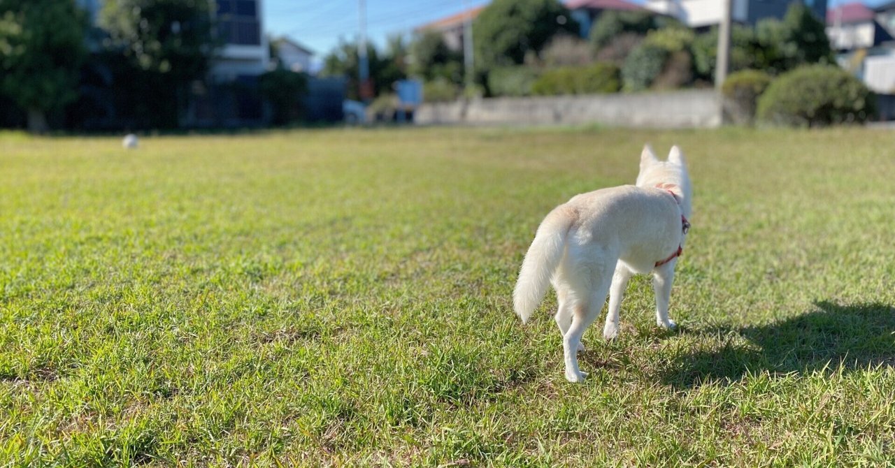 今日は何の日『人と犬愛犬笑顔の日』です。｜田中 千代｜ Shincoq