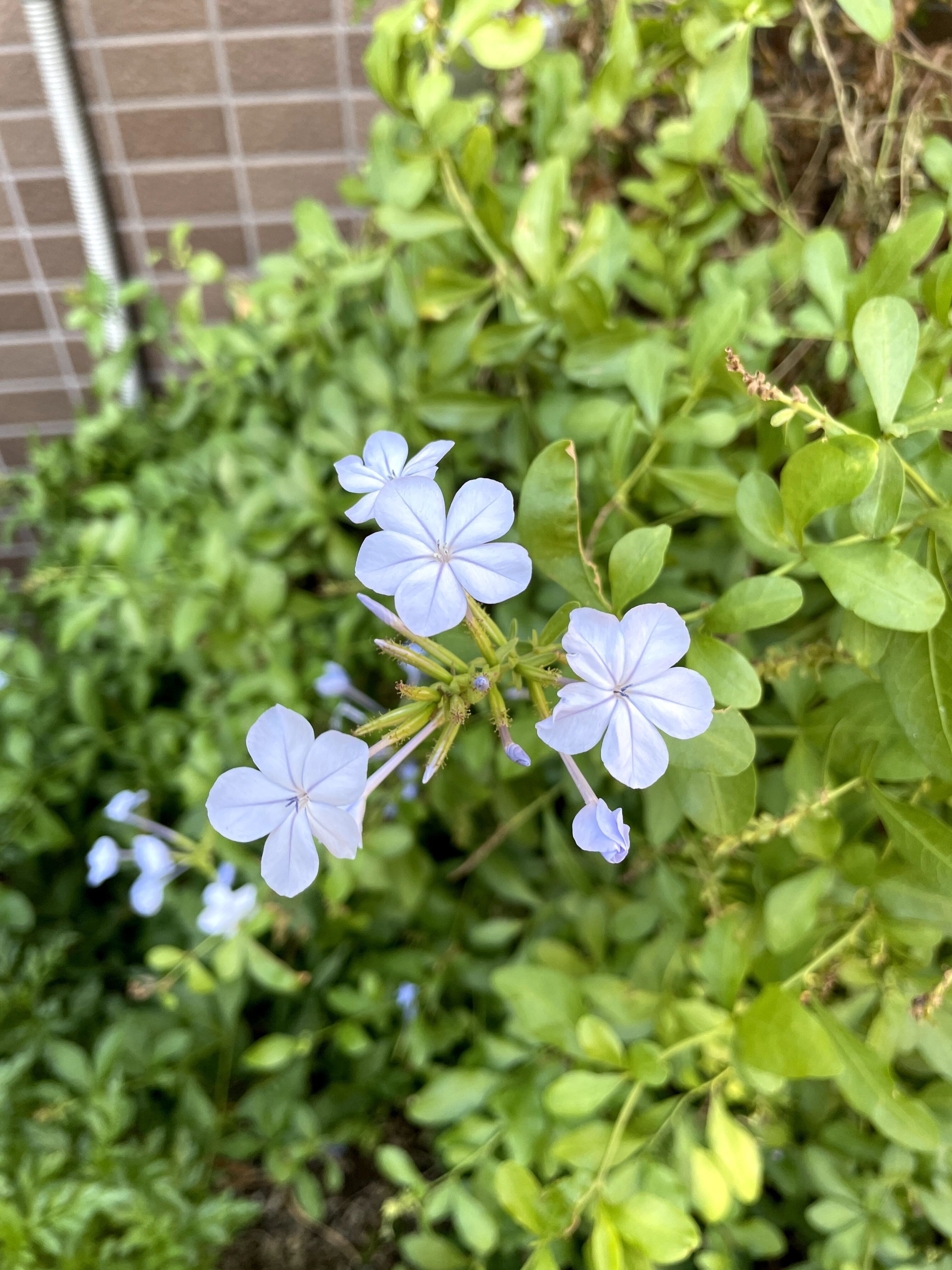 227「初恋」セッションver.｜prayermayu