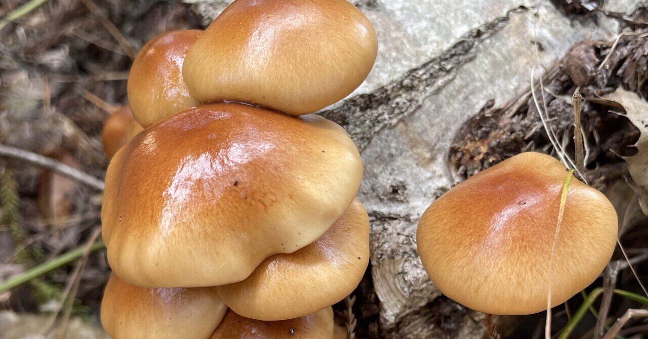 キノコ事業継承の話｜Osada Takuya