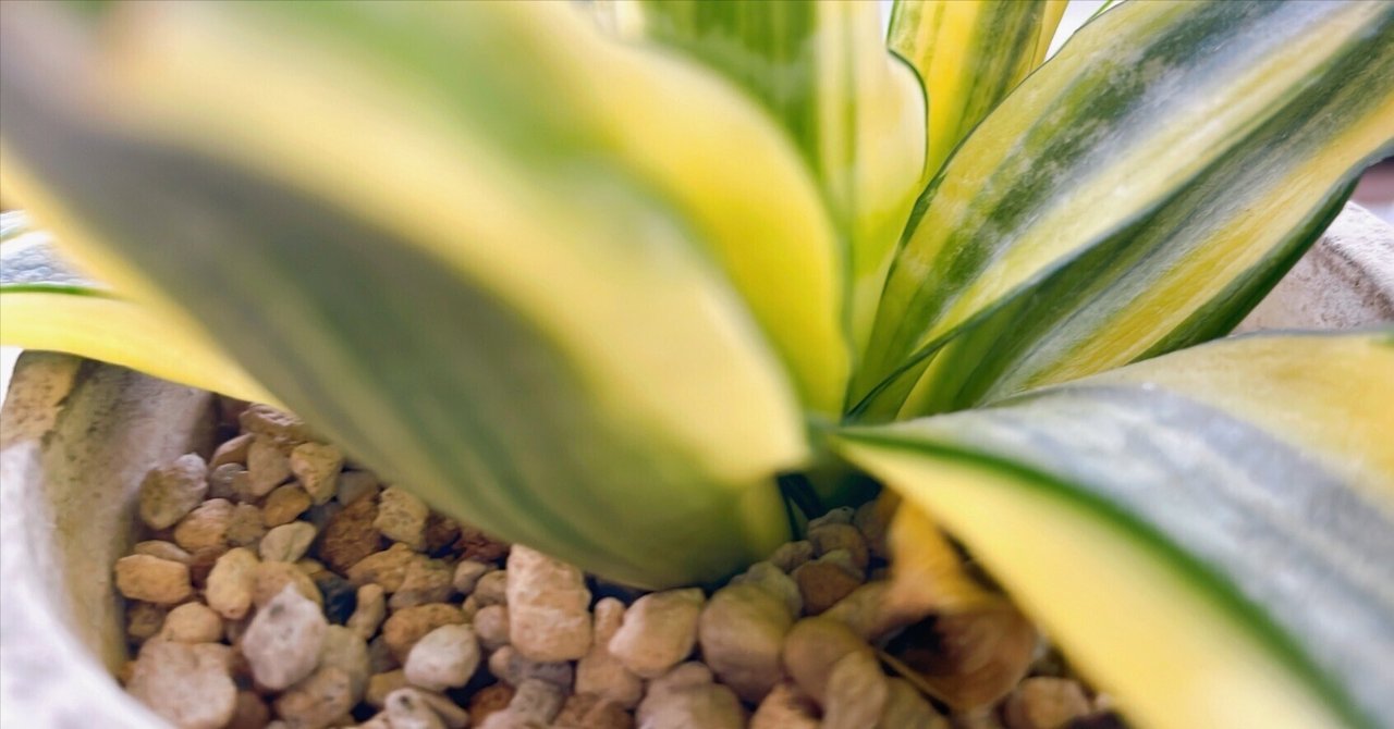 思い出ばなな｜西岡大貴 | Daiki Nishioka