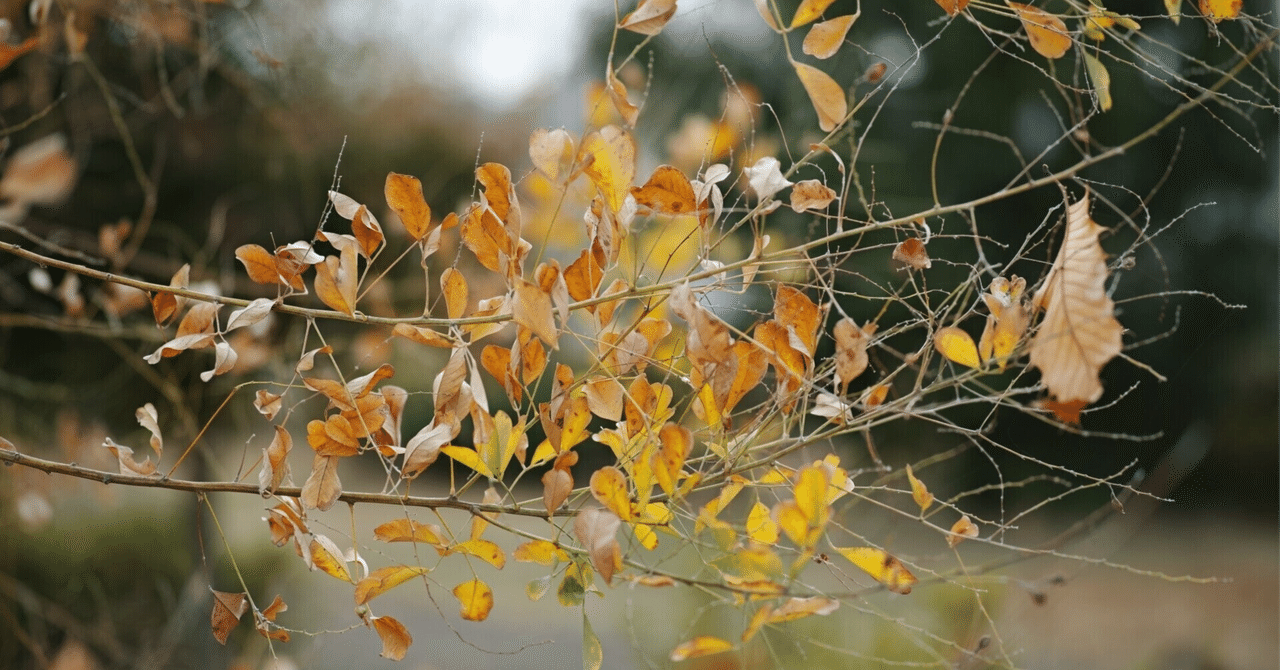 三毛猫じゃないかもしれない｜sabi_cat