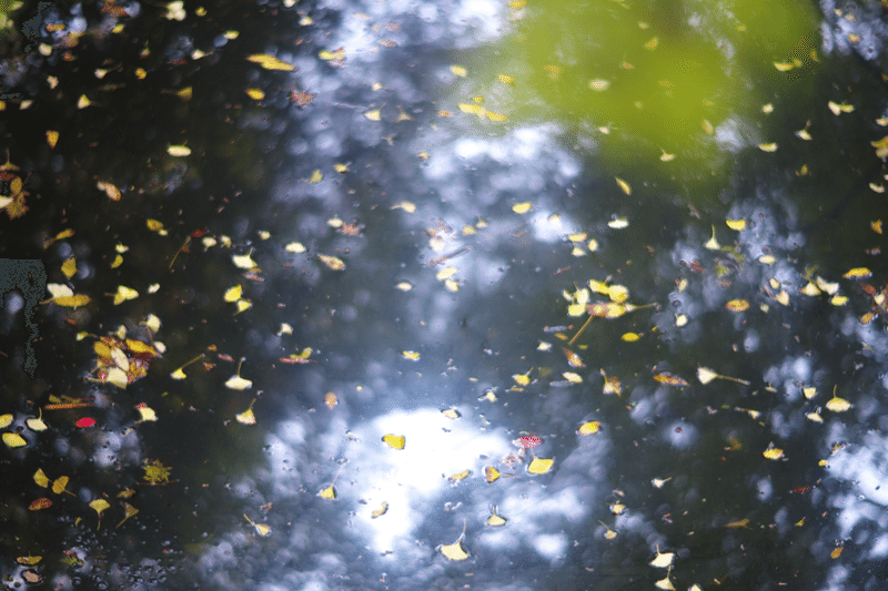 Leica M8 snap｜shirasu camera