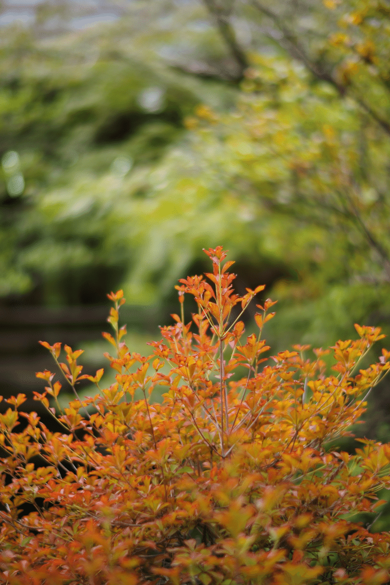 Leica M8 snap｜shirasu camera