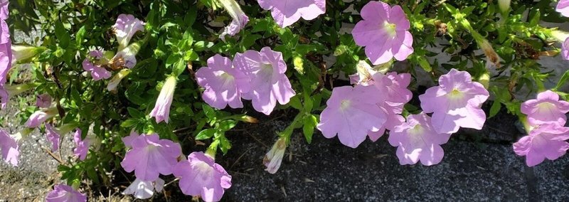 UNWIND&KOMOREBI｜note