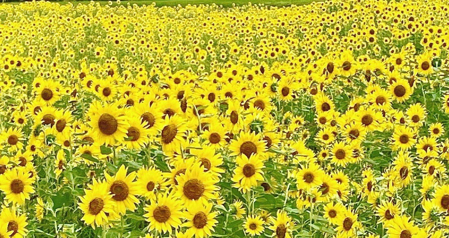 yoshida masaaki｜note