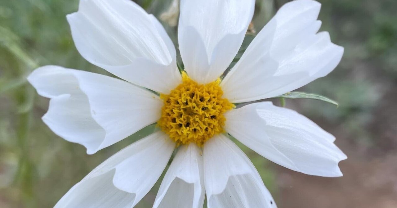 花は太陽の光がなければ咲かないし、人は愛がなければ生きていけない｜yoshida masaaki