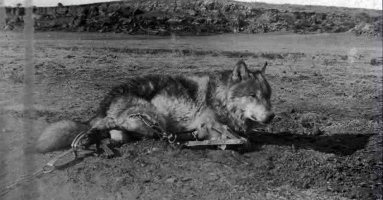 リベラルアーツ指南其肆【狼王】｜ぴんぱ