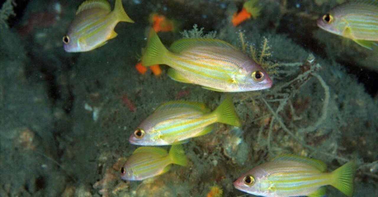 キュウセンフエダイ｜tetsu takashi