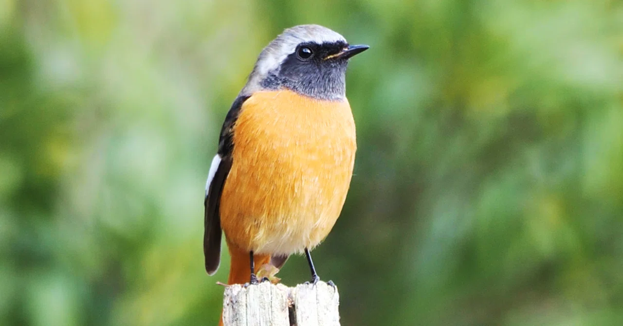 Explanation! Bird Call Encyclopedia #006 - Winter Flycatchers -｜OM SYSTEM