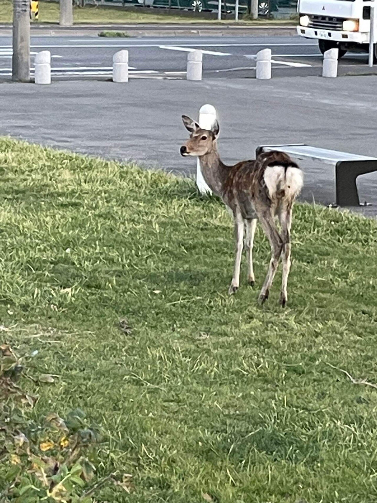 今日道を歩いていたらキツネがいた。 写真撮れば良かったな。。。 車に轢かれそうになっていたけど、無事に道路渡れて良かったね。 稚内では鹿さんも普通に歩いてた。 北海道は動物が溢れている。 まだ ...