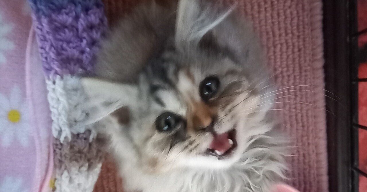 💞TNR(=^・^=)💓｜NPO法人あおぞら