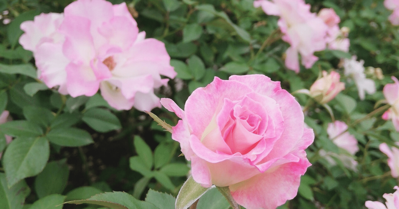 julia ubuntu install no1｜blue06_2022