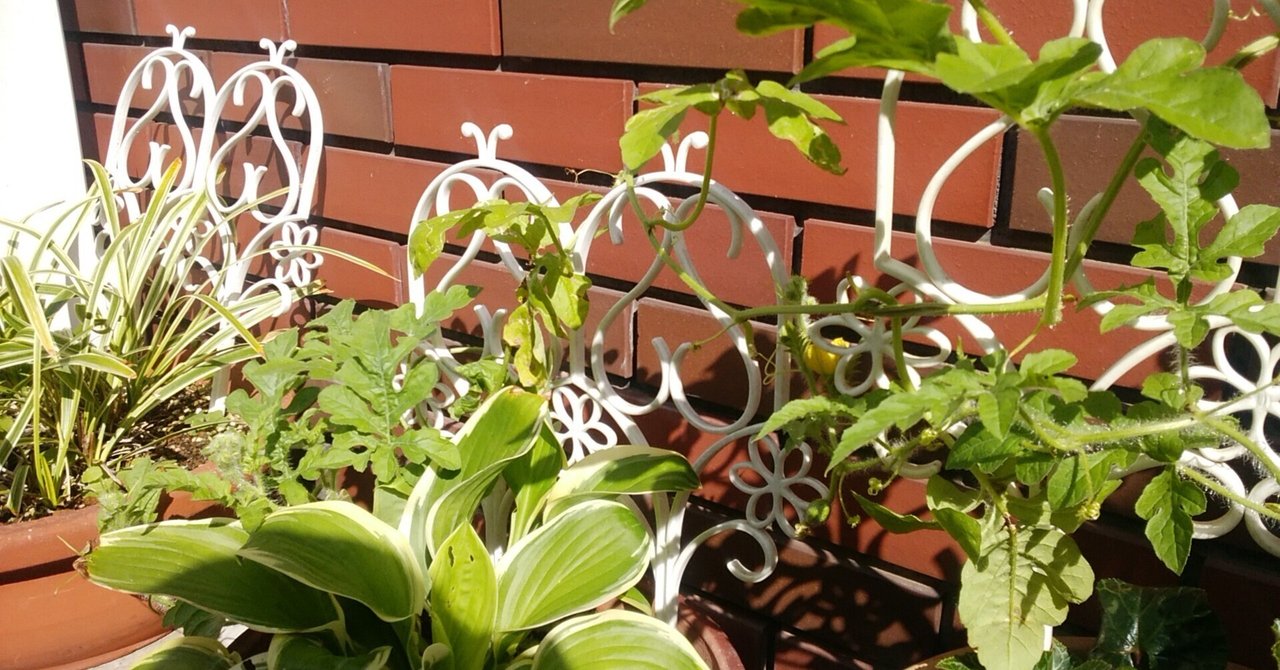 あの「霜降のスイカ」はどうなった？｜sikuramen