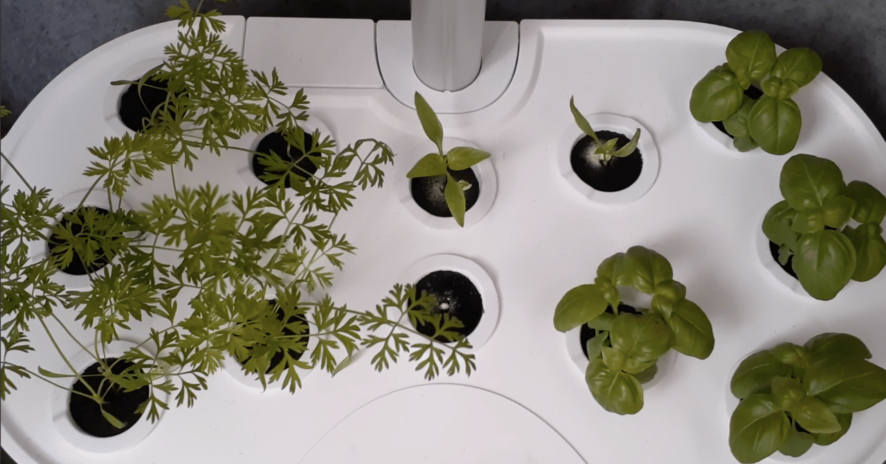 家庭菜園.2 【29日目〜35日目】｜Aqua Farmer