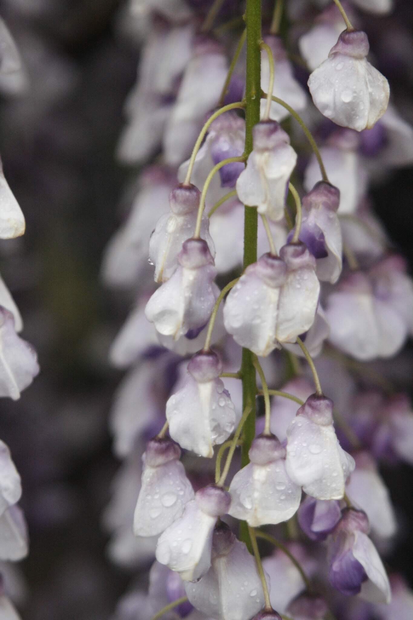 𝐕𝐢𝐨𝐥𝐞𝐭｜note