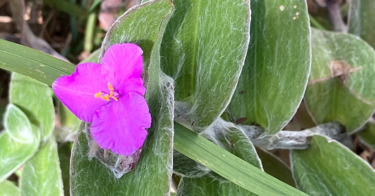 ふと・・・思う｜poporin