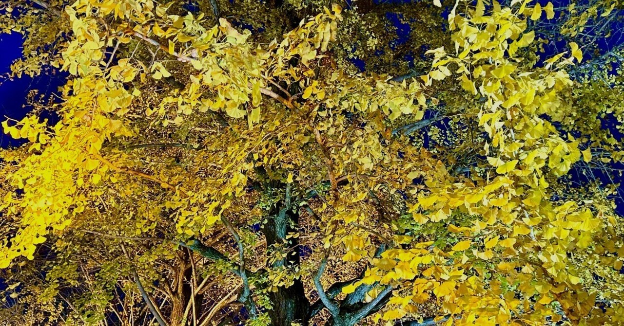 ayano_leizen 冷泉文野｜note