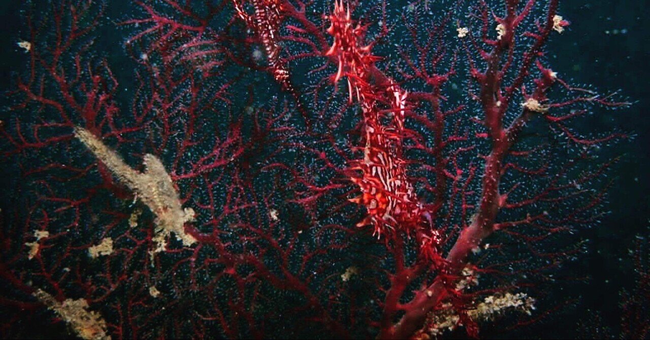 君の名は？ ニシキフウライウオ｜shinmr