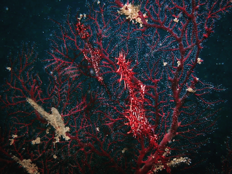 君の名は？ ニシキフウライウオ｜shinmr