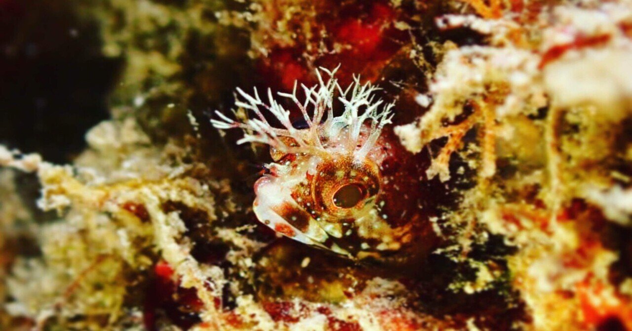 君の名は？ トオシマコケギンポ｜shinmr