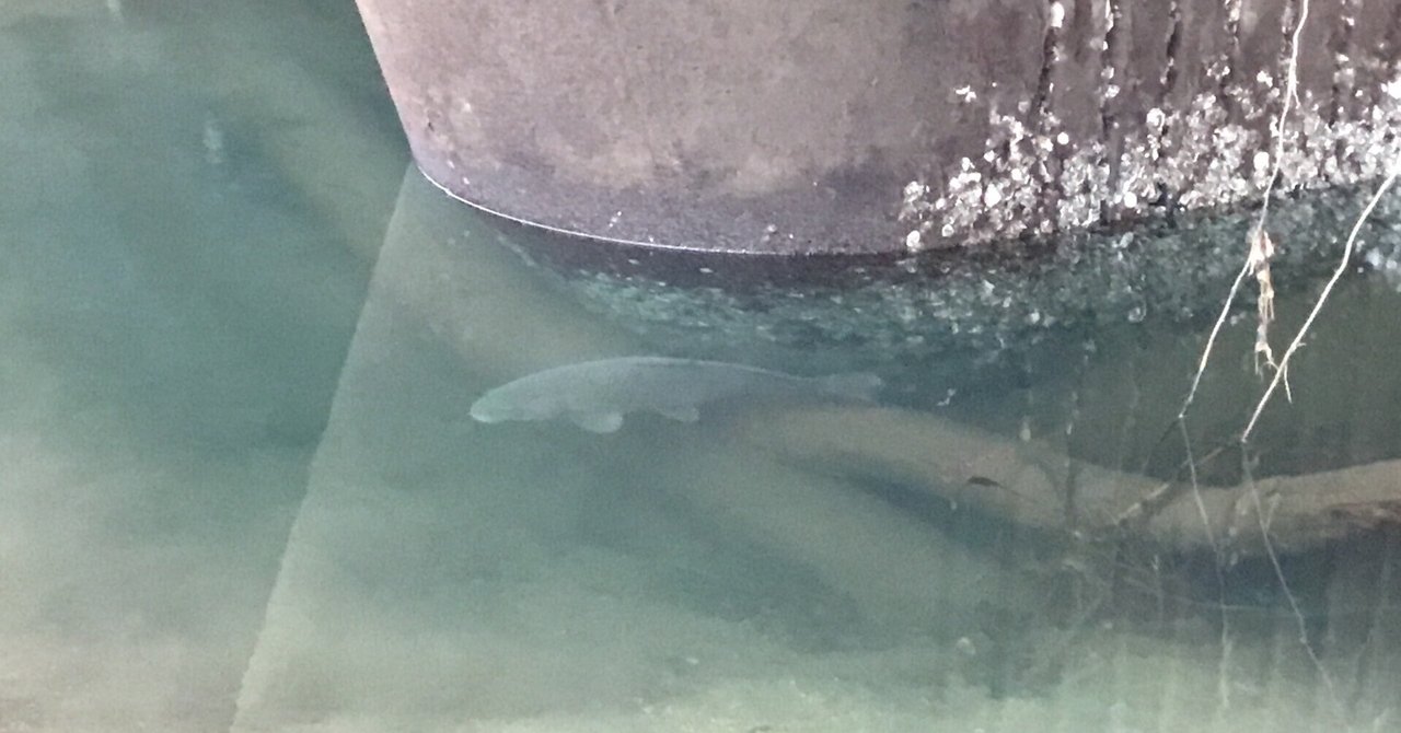 旅、54日目 甲突川の水面 その3｜Chappy