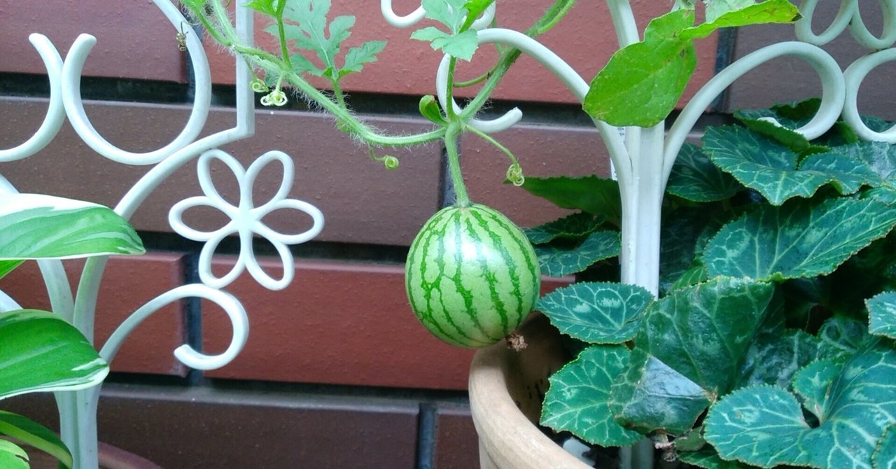 あの「霜降」のスイカはどうなった？（後編）｜sikuramen