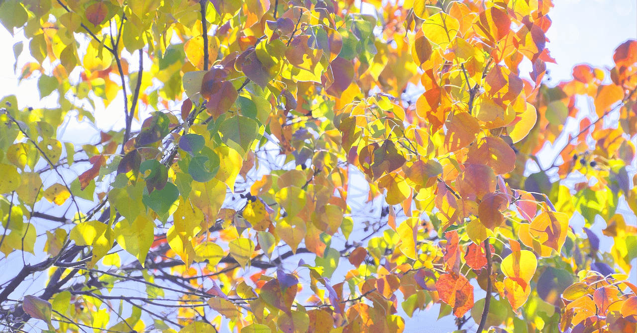 猫たちと花でうれしいお知らせ1120 ～ありがとうございます！｜真帆 沁＊MAHO Shin