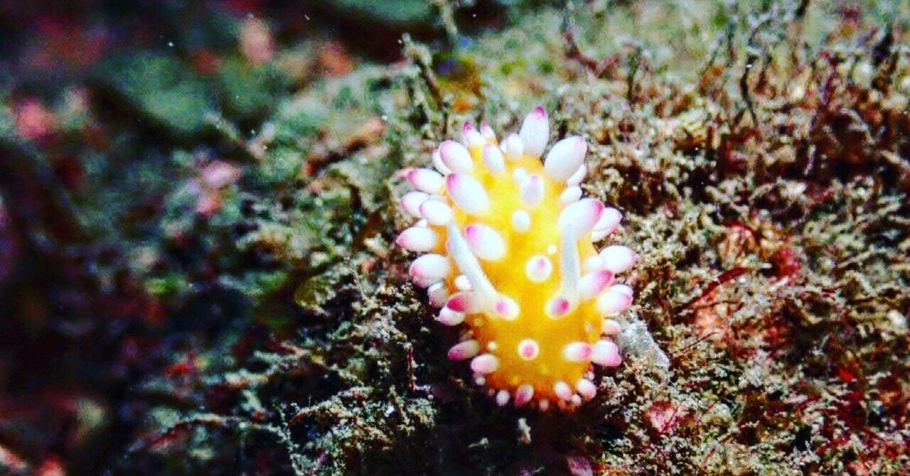 君の名は？ イガグリウミウシ｜shinmr