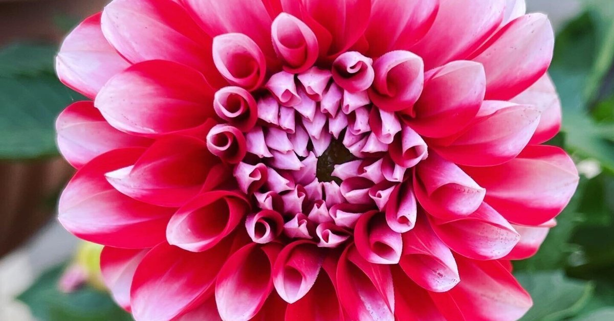 「花の魅力はその矛盾にあります。形は繊細なのに香りが強く、サイズは小さいのに美しさは大きく、命は短いのに効果は長いのです。」｜Hirohito Daisuke