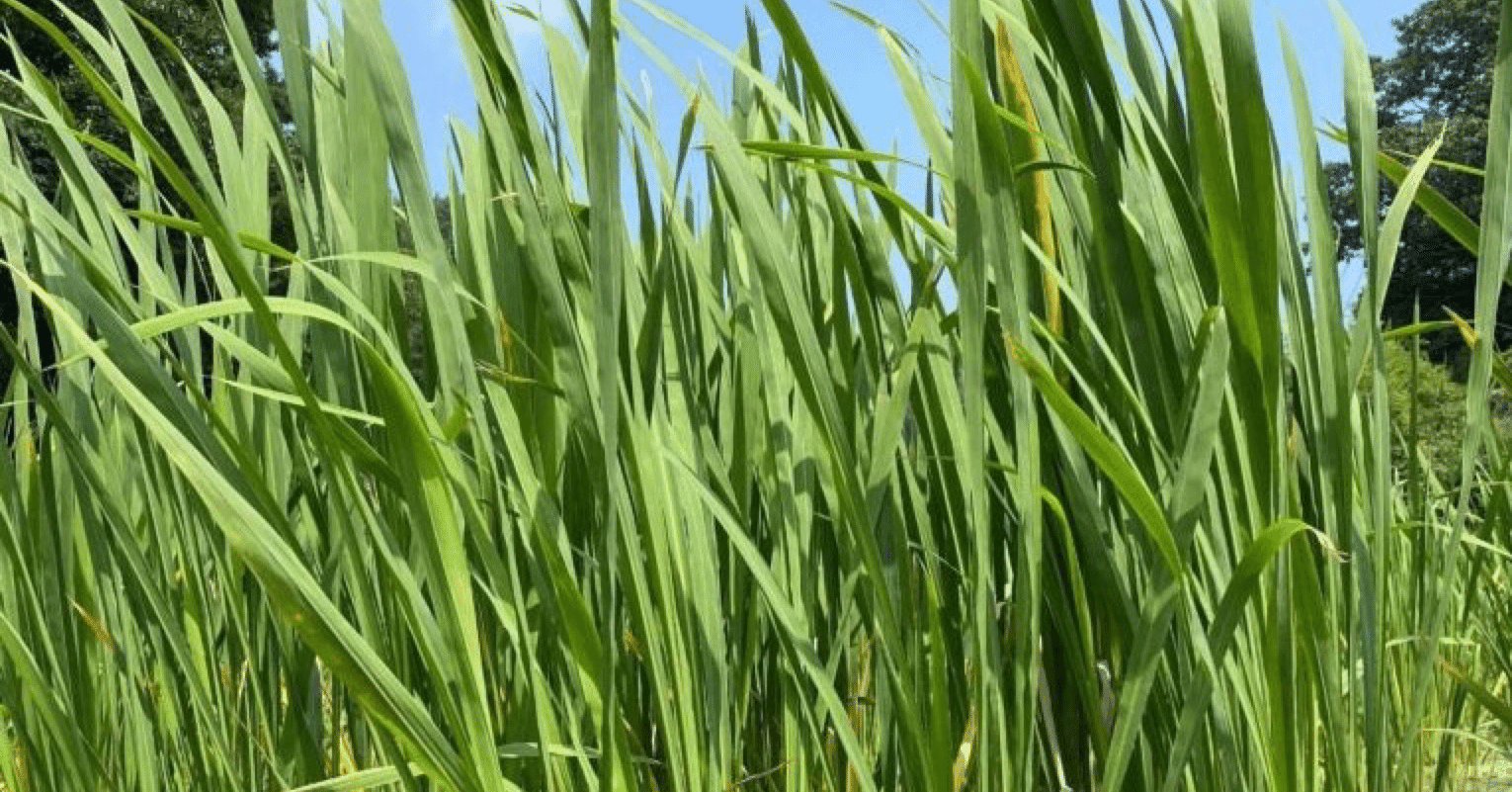 神宿る草まこも｜hideko okawa｜note