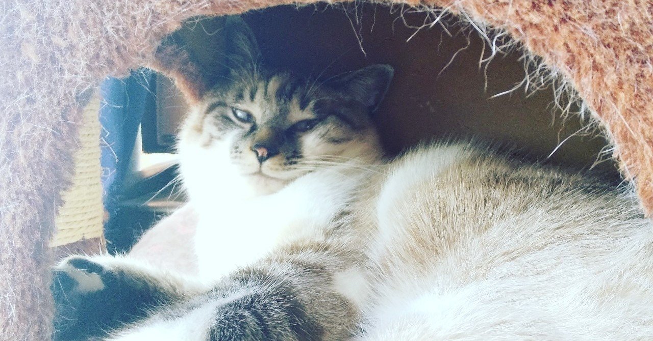 イエネコ｜たくや（ピンタ王子）｜ピンタレスト集客&恋愛のプロ📌