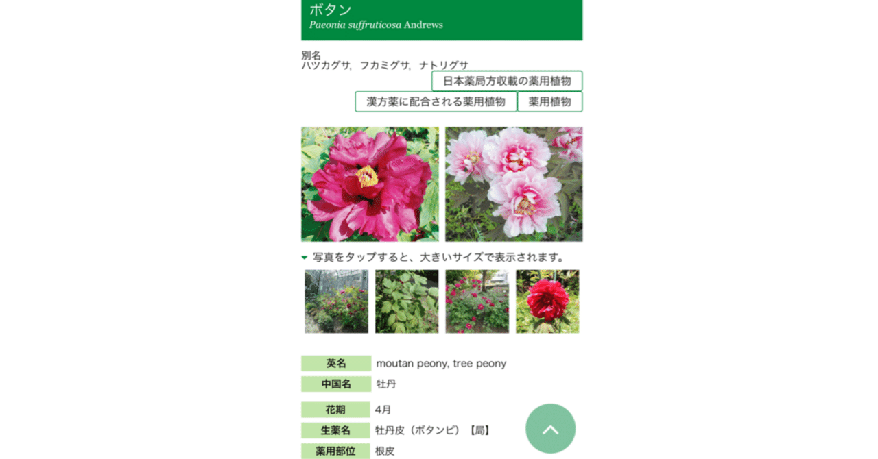 【草花】牡丹[生薬：根の樹皮部分は牡丹皮（ぼたんぴ）]｜200im