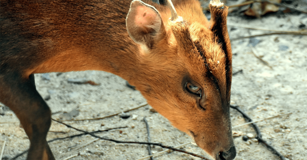 Muntjac meat for commercial use now on sale｜gibiernomori