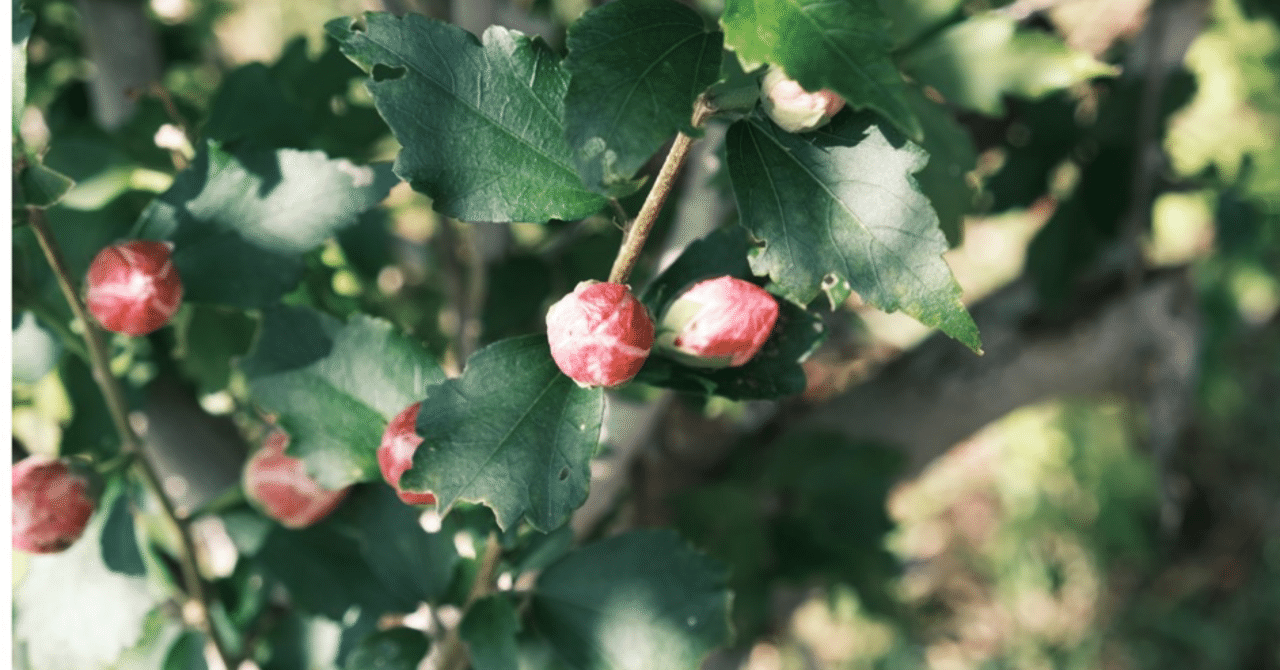 いよいよ｜SAyA-kibaco-