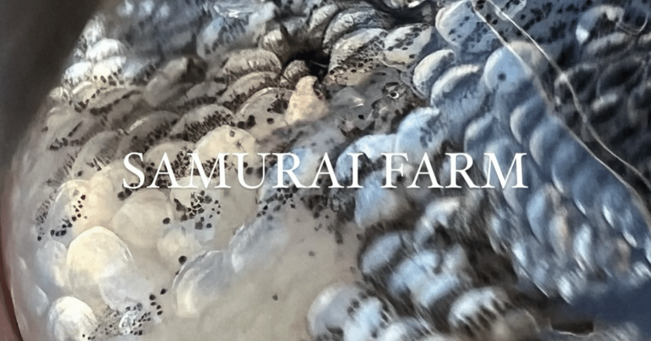 SAMURAI FARM式金魚飼育法無料解放につきまして｜SAMURAI FARM