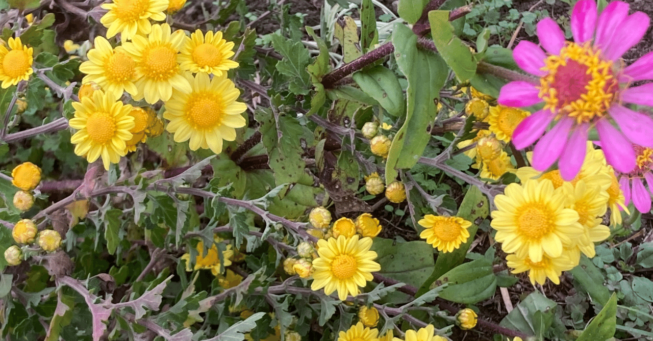 linux 技術動向 Pop!_OS｜blue06_2022