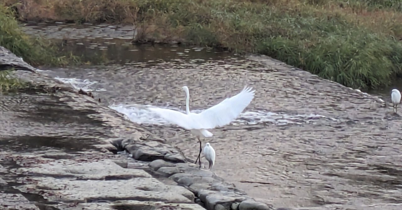 一枚の画像〜たまに…｜ichiro70
