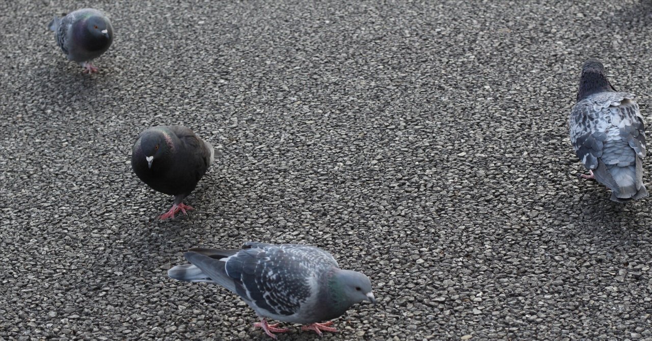 WindowsでGLPKを動かす方法｜Nowhere(望)