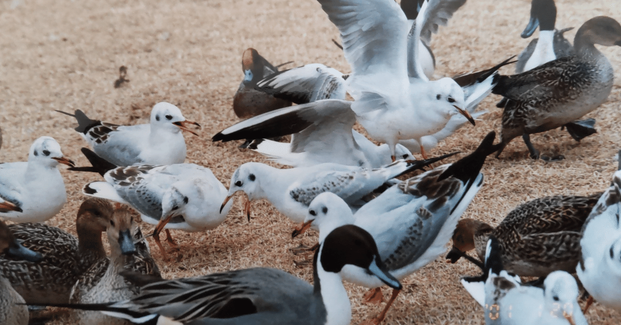 性格と感情：言葉のない時代の役割分担と状況把握｜katoshi