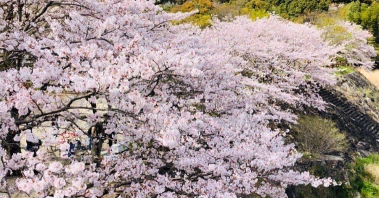 花は美しさの性質によって祝福されています｜Hiroshi Sato