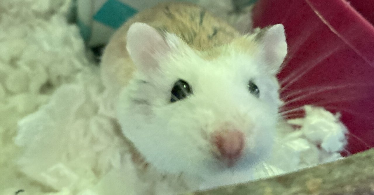 My hamster routine ｜HamuHamuチップ