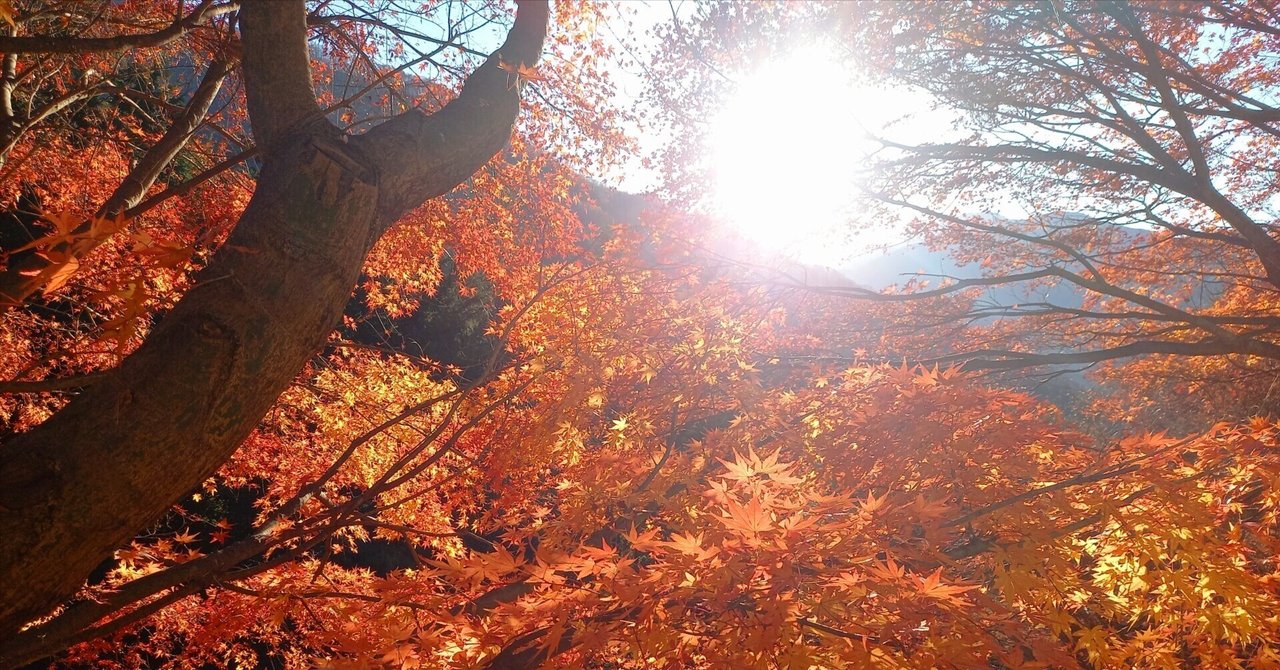 【今日11月28日火のおうし座♉オンリー占い】周囲の情熱にしっかり情熱で応えていくことが成功のポイント！｜【おうし座♉オンリー占い】