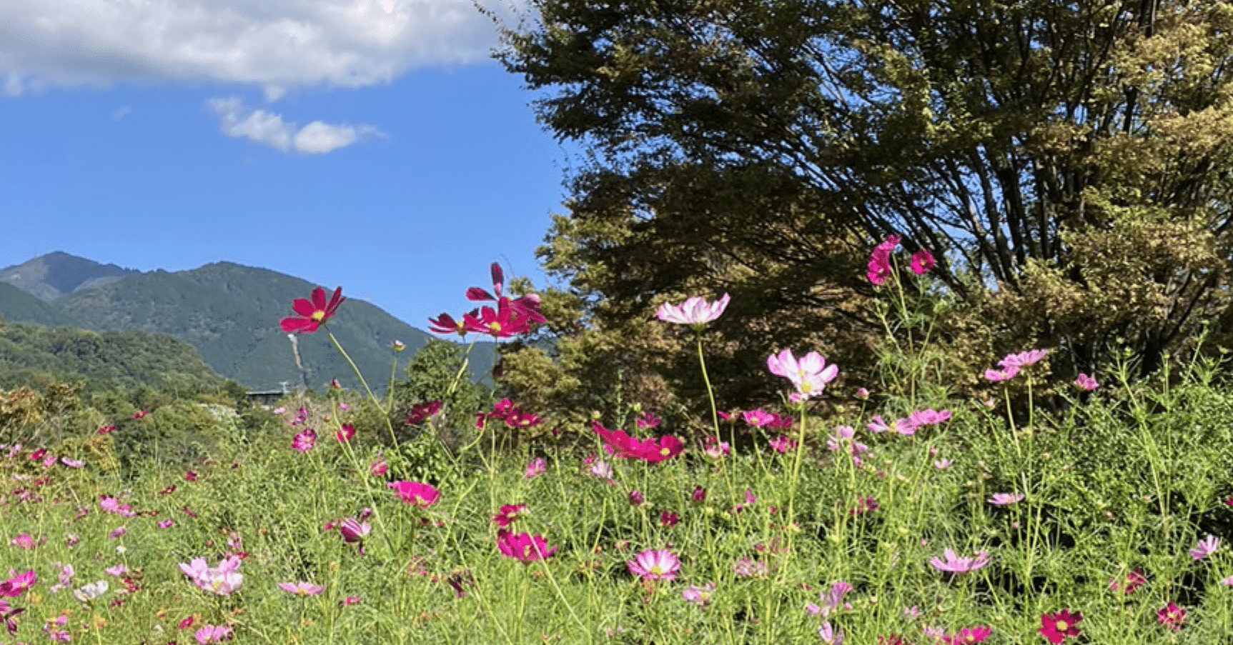 ひさえ(Nibo)｜note