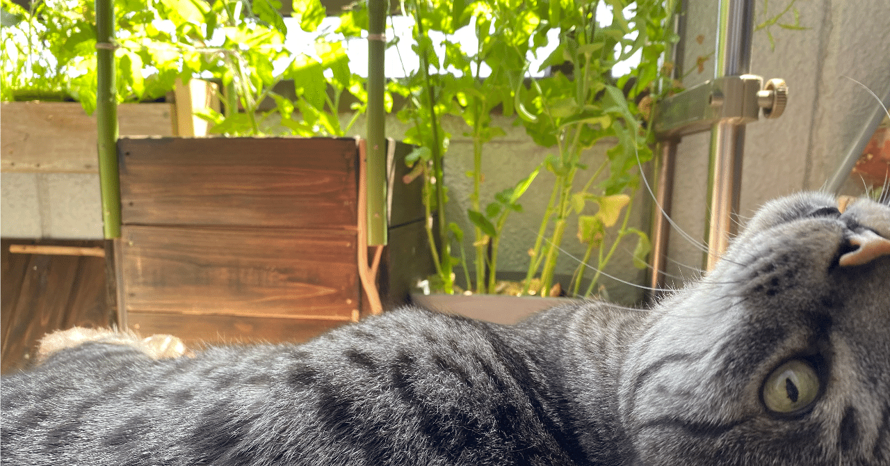 初めまして！｜Ms'HIRO