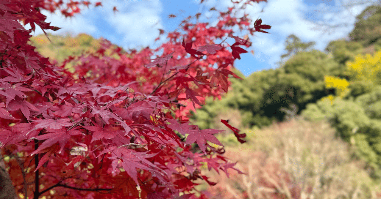 箕面公園で紅葉狩り🍁｜moa｜日常と旅の記録 ︎
